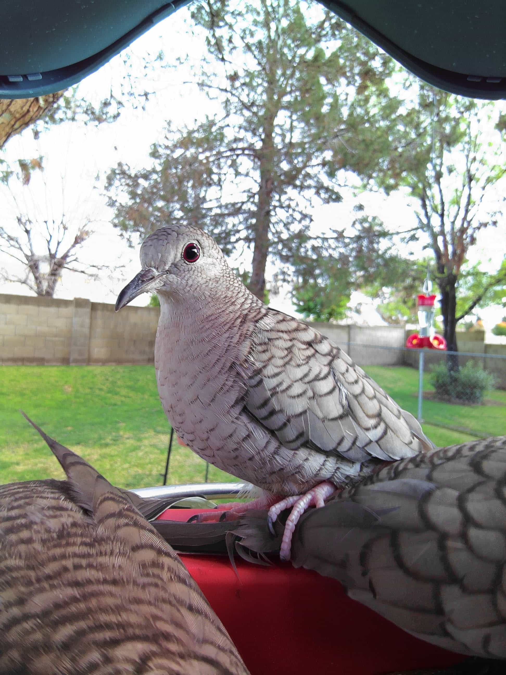 Inca Dove In Flight